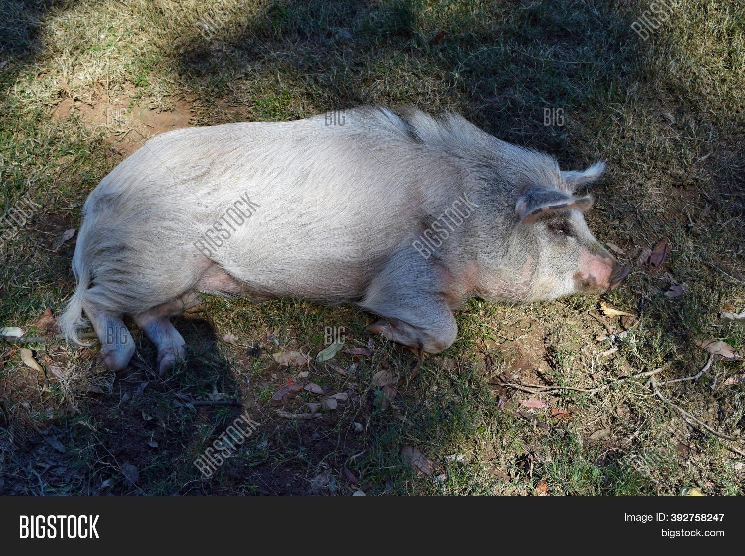 Gottingen Mini Pig Pig Image & Photo (Free Trial) | Bigstock