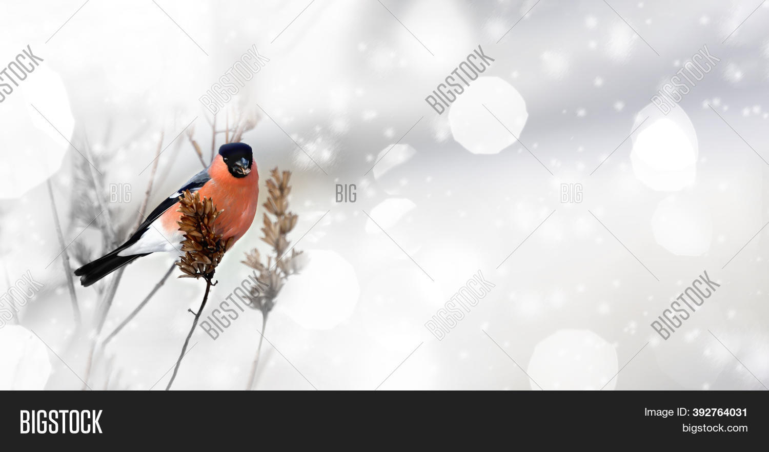 Euro-asian Bullfinch Image & Photo (Free Trial) | Bigstock