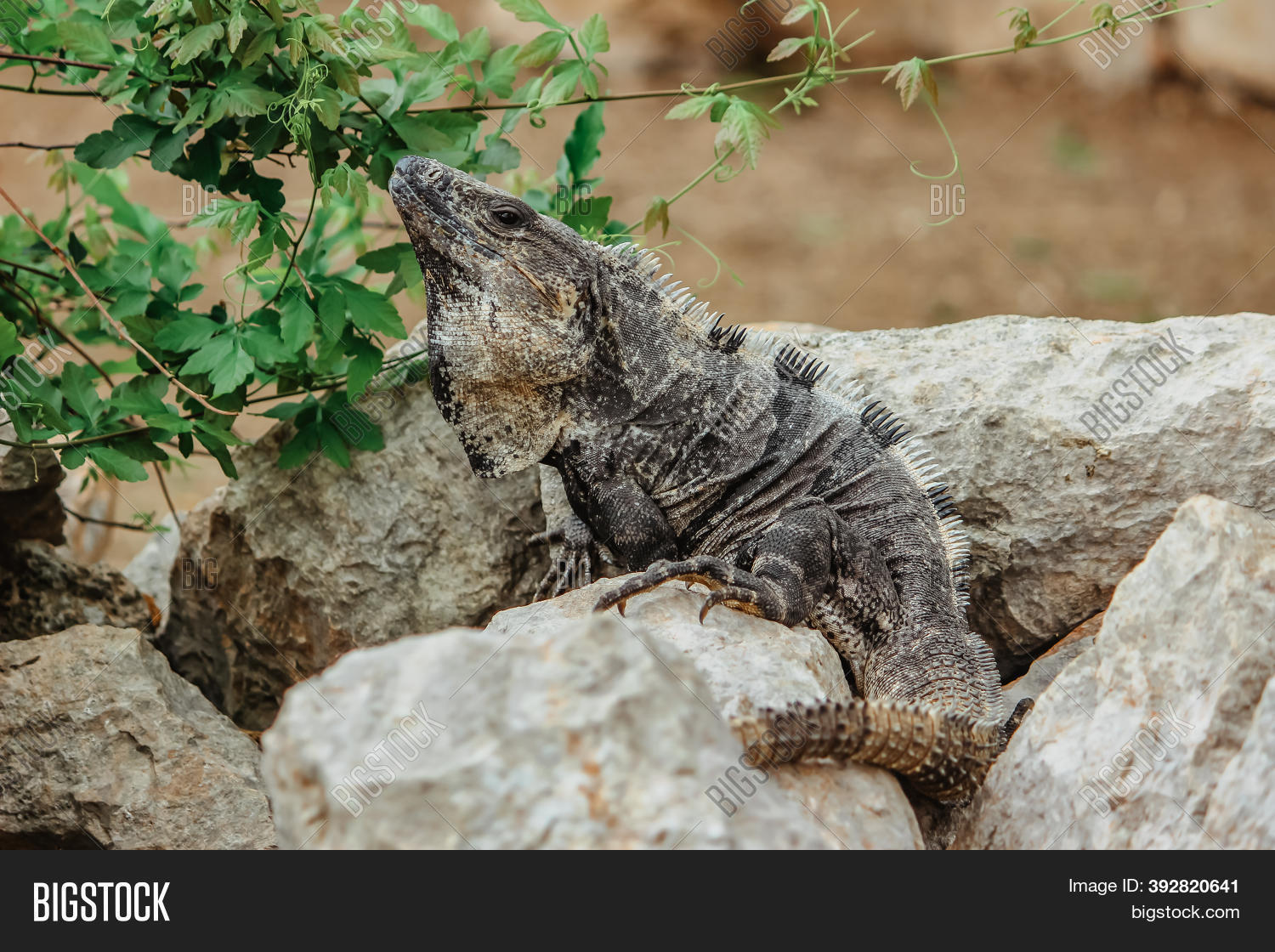 Brown Wild Lizard Image & Photo (Free Trial) | Bigstock