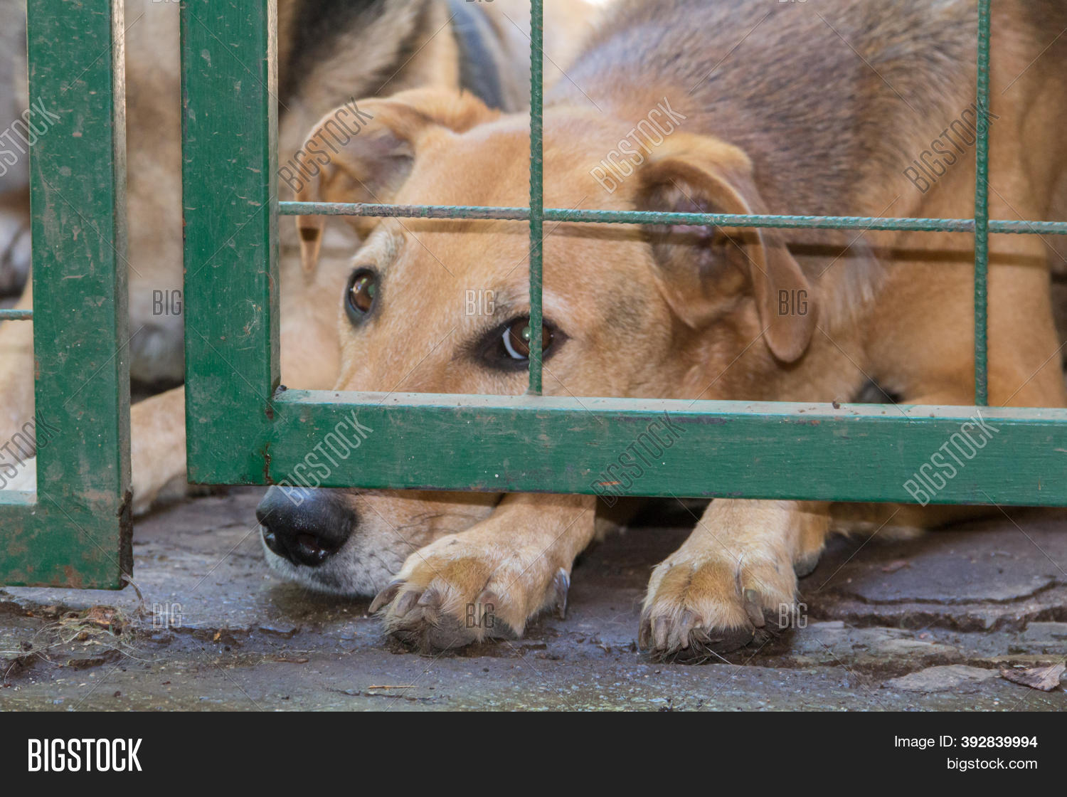 Dogs Locked Victims Image & Photo (Free Trial) | Bigstock