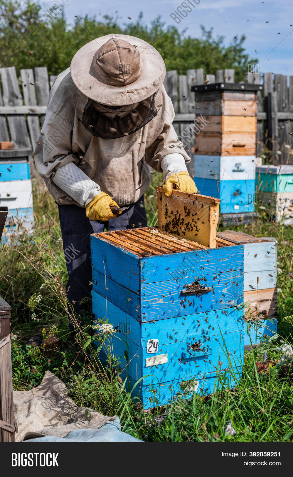 Beekeeper Working Bees Image & Photo (Free Trial) | Bigstock