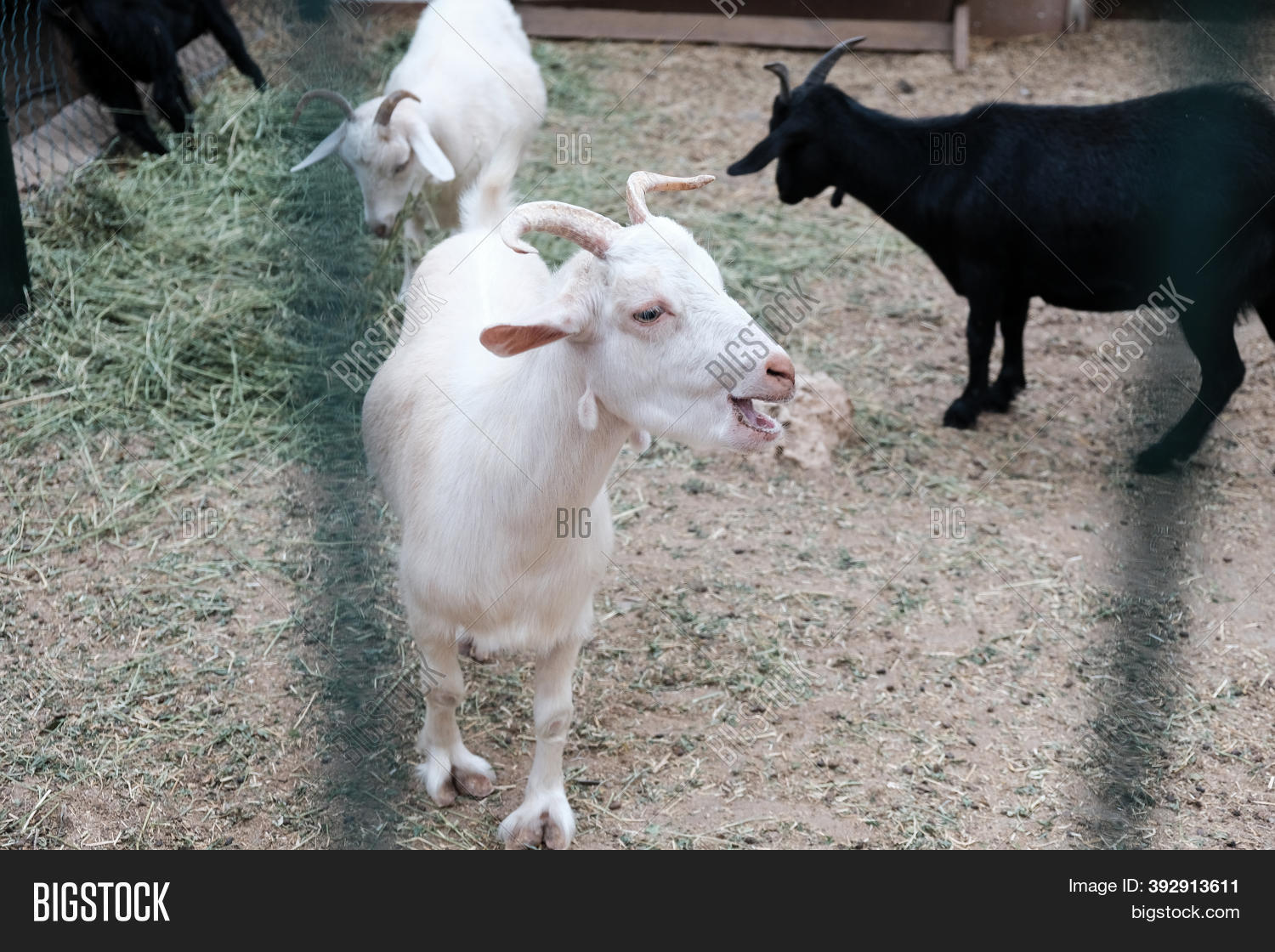 White Curious Goat Image & Photo (Free Trial) | Bigstock