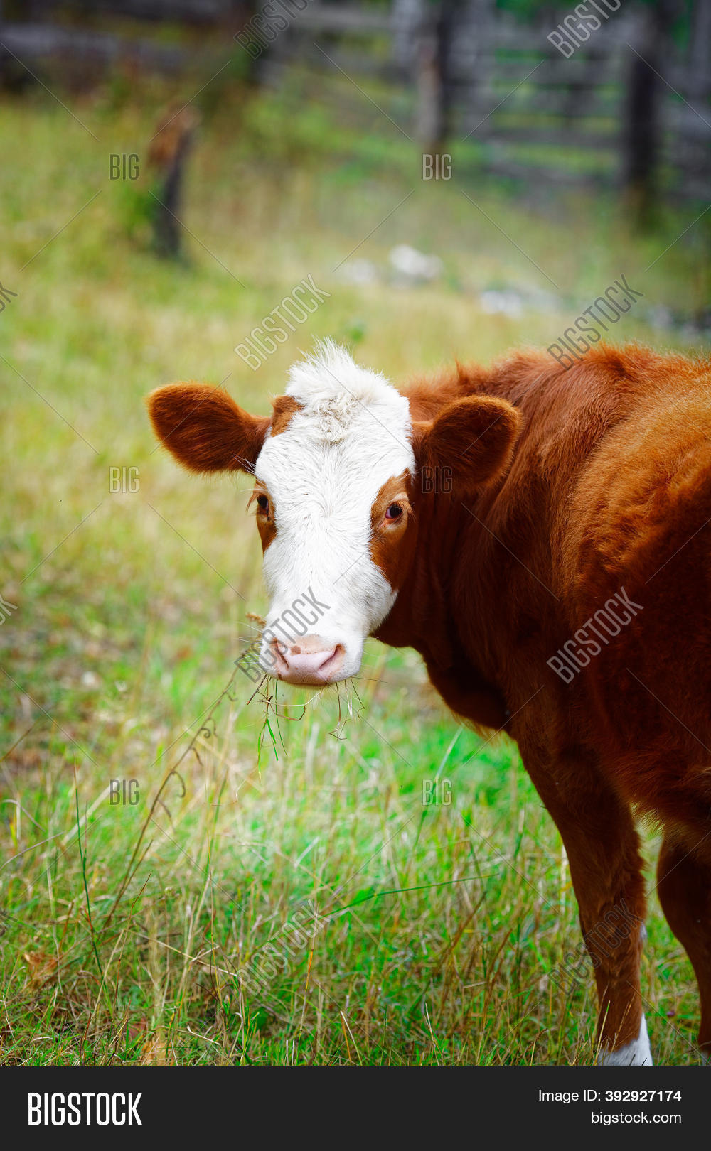 Young Red Calf Stands Image & Photo (Free Trial) | Bigstock