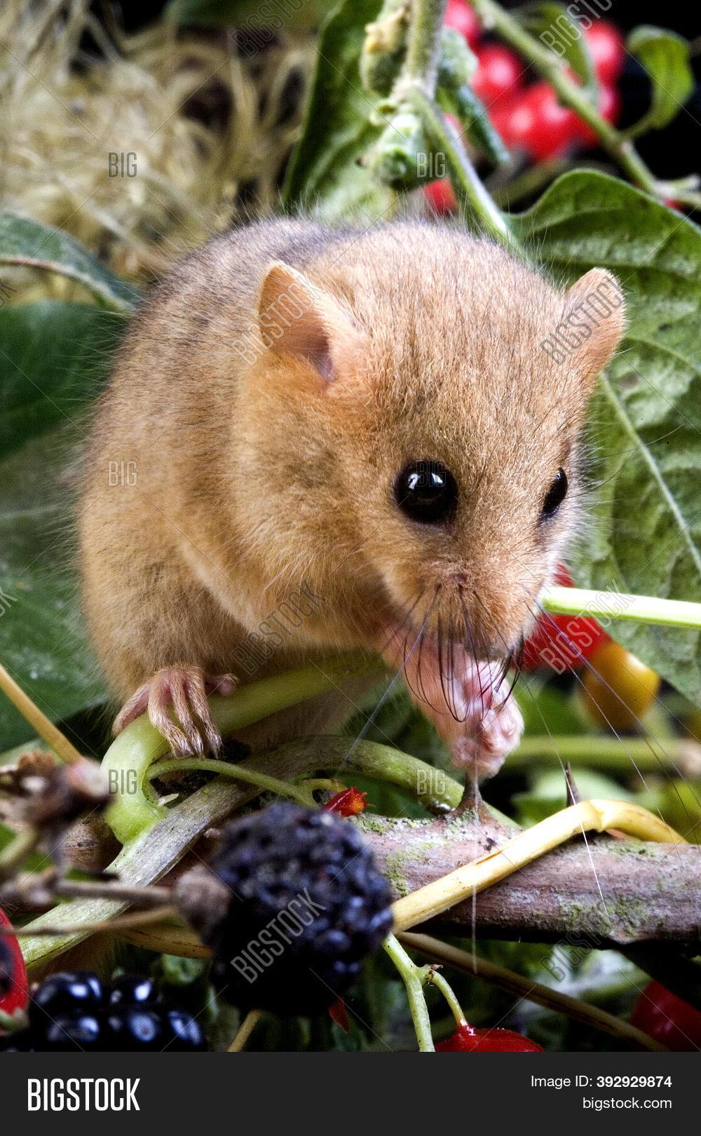 Dormouse Images