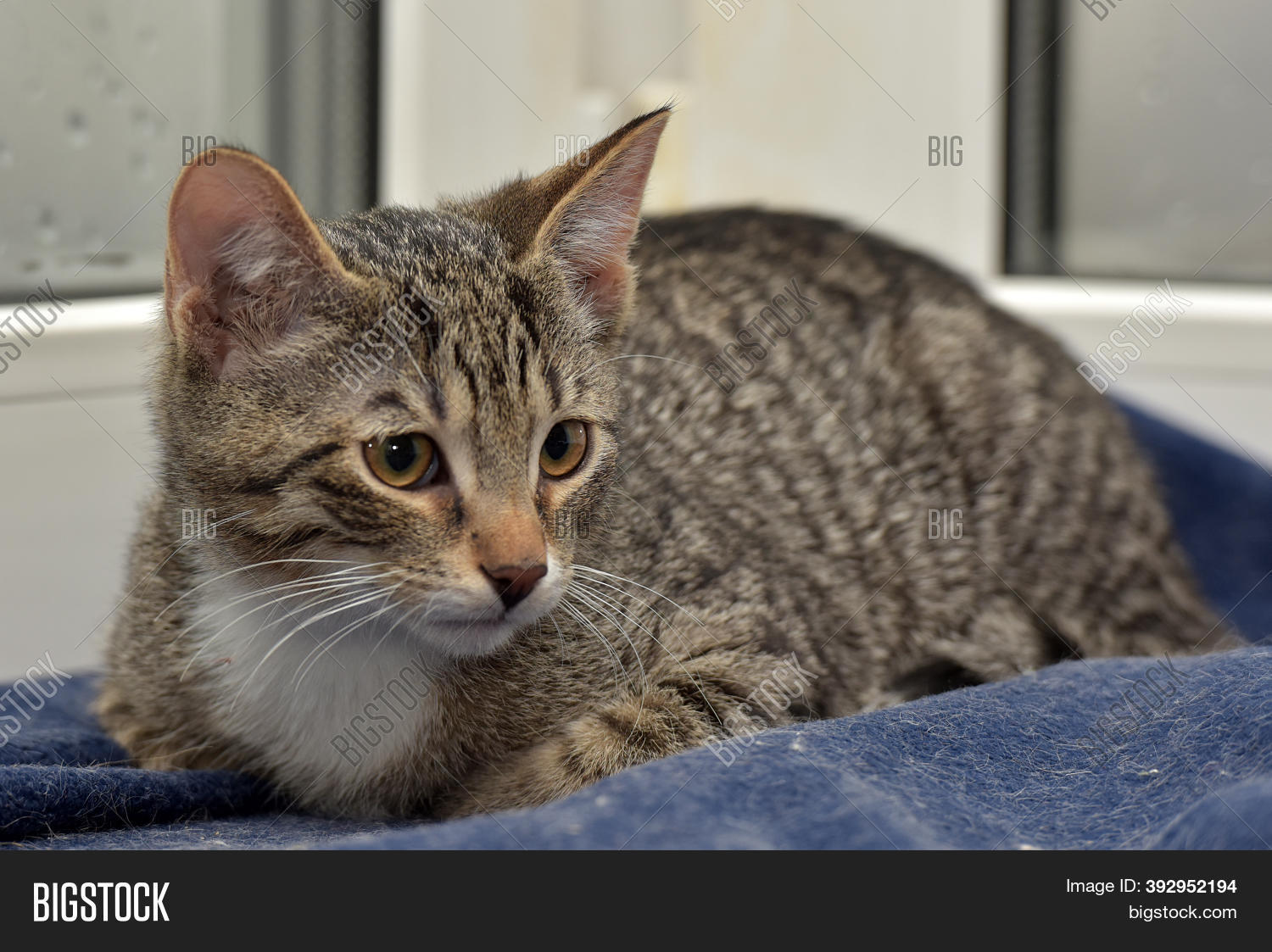 Tabby Cat, Ragged Look Image & Photo (Free Trial) | Bigstock