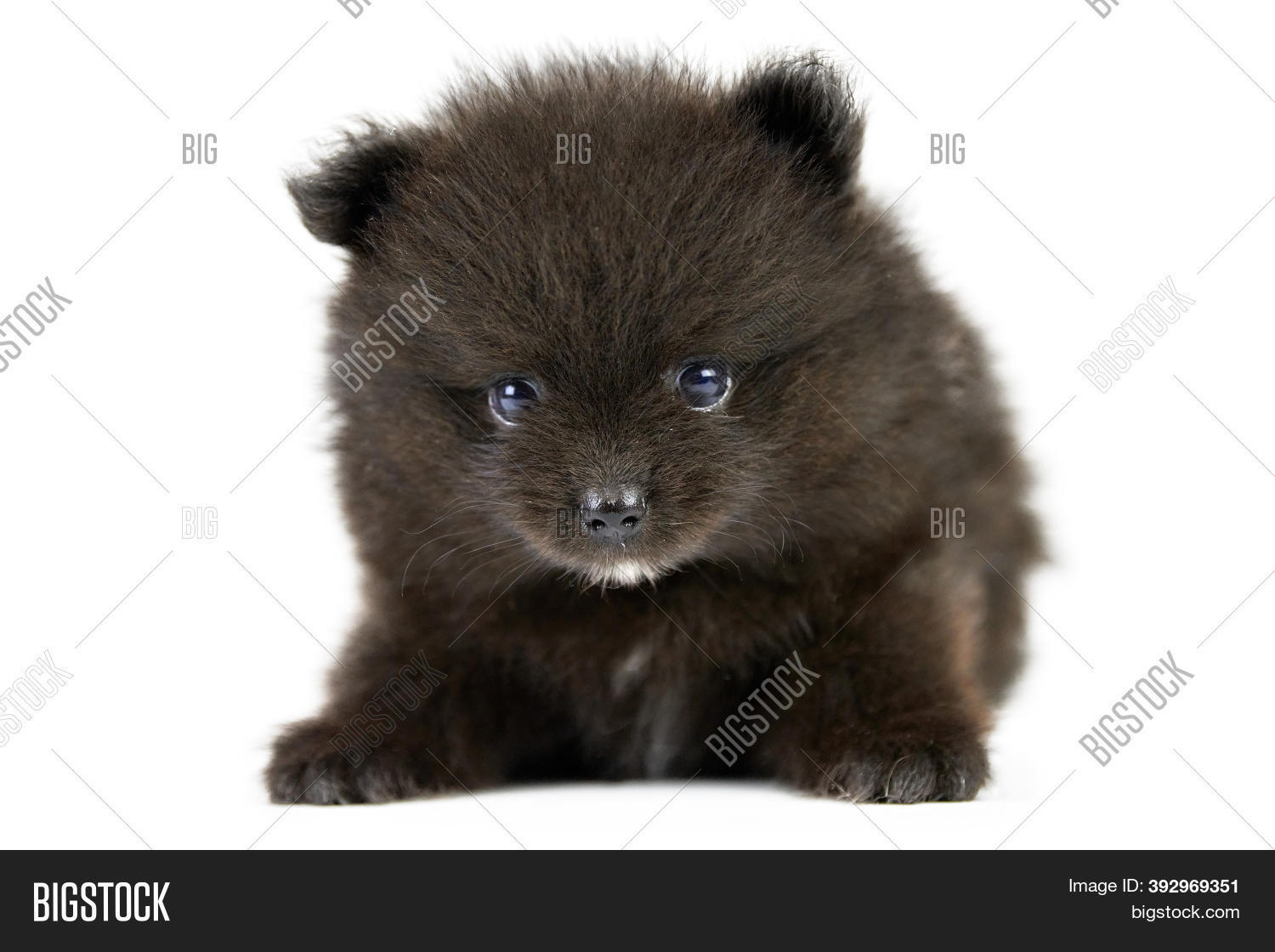 Pomeranian Spitz Black Image & Photo (Free Trial) | Bigstock