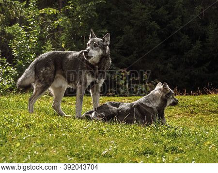 Pair Young Wolves Image & Photo (Free Trial) | Bigstock