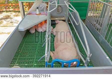 Big Sow Piggles Image & Photo (Free Trial) | Bigstock