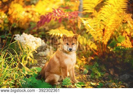 Portrait Beautiful Image & Photo (Free Trial) | Bigstock