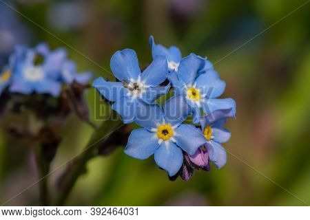 Field Forget Me Nots ( Image & Photo (Free Trial) | Bigstock