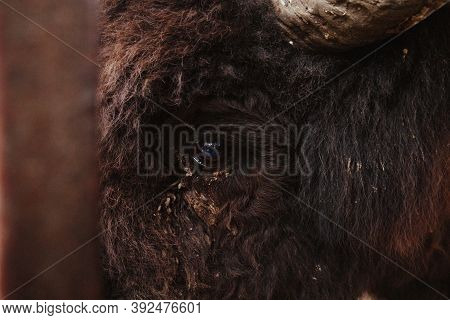 Eye Bison Close. Eyes Image & Photo (Free Trial) | Bigstock