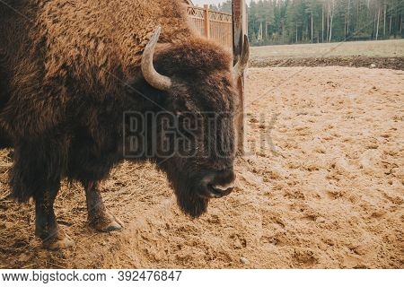 Head Bison Close Range Image & Photo (Free Trial) | Bigstock