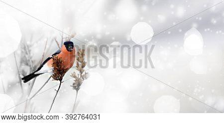 Euro-asian Bullfinch Image & Photo (Free Trial) | Bigstock