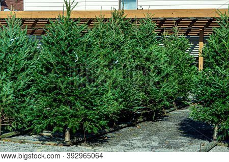 Variety Evergreen Pine Image & Photo (Free Trial) | Bigstock