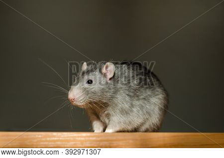 Small Fluffy Gray Rat Image & Photo (Free Trial) | Bigstock