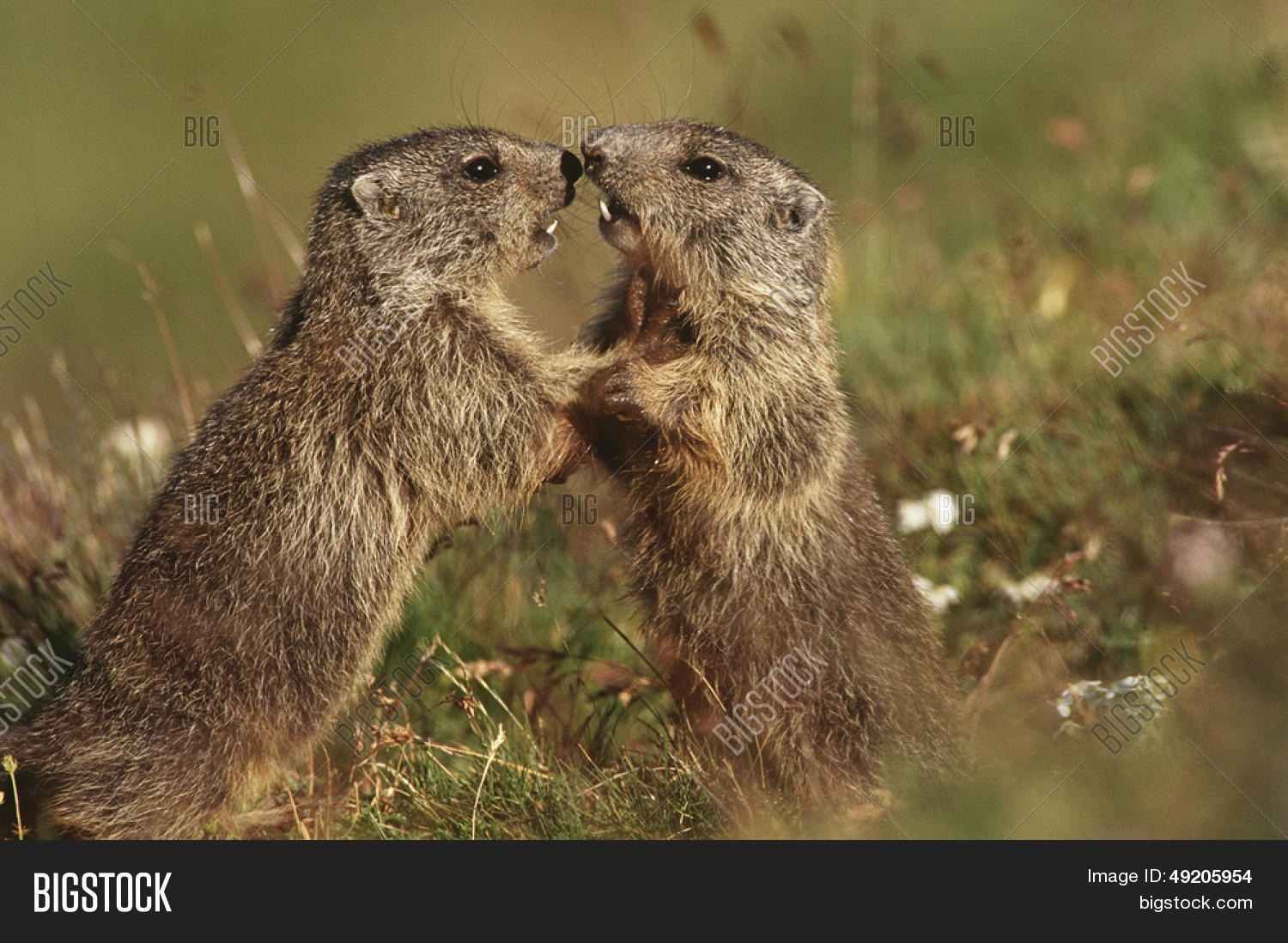 Two Marmots On Meadow Image & Photo (Free Trial) | Bigstock