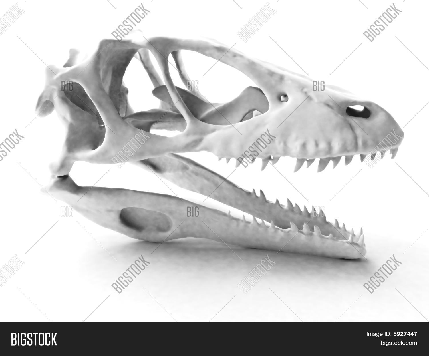 Dinosaur Head Image & Photo (Free Trial) | Bigstock
