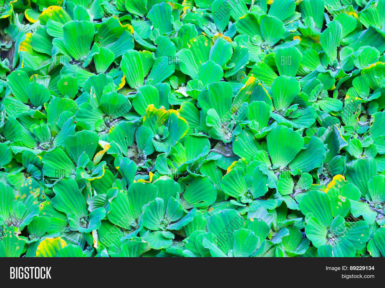 Beautiful Green Pistia Image & Photo (Free Trial) | Bigstock