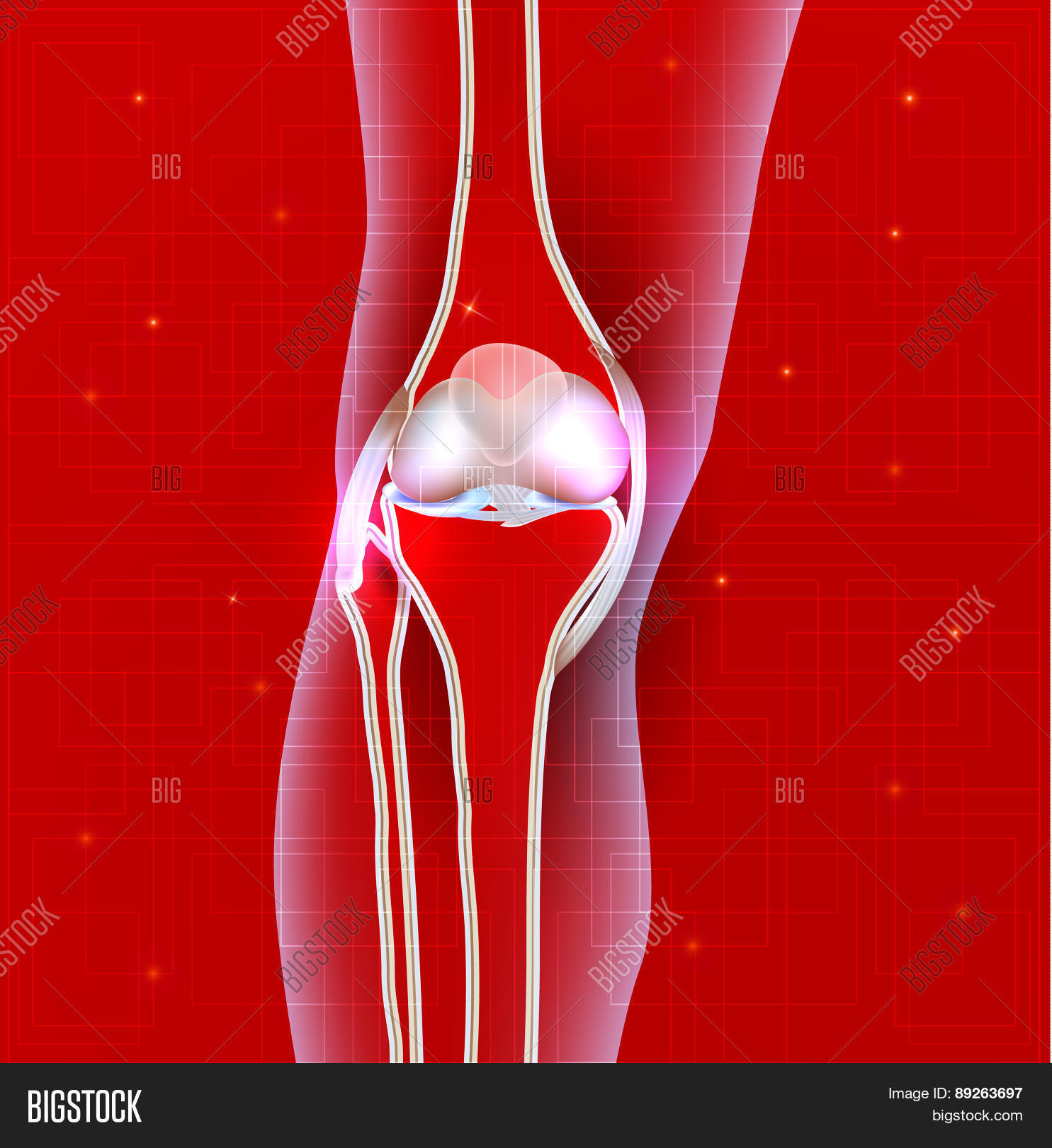 Normal Knee Joint Vector & Photo (Free Trial) | Bigstock