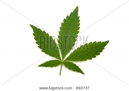Dope Leaf Image & Photo (Free Trial) | Bigstock