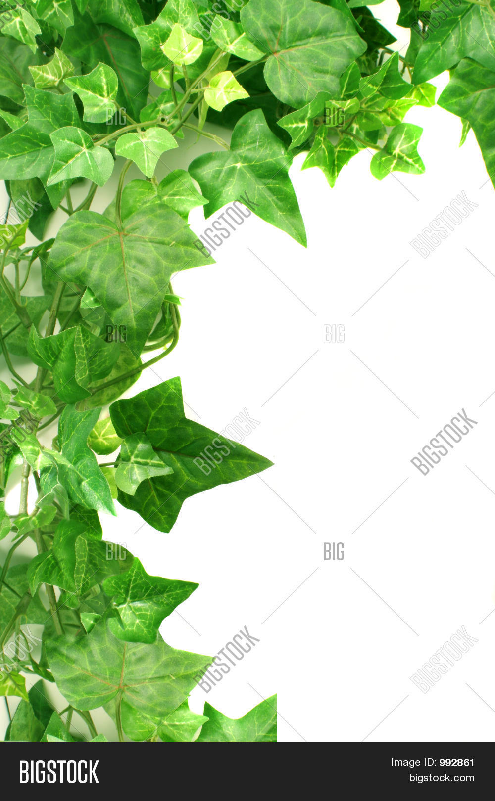 Ivy Border Image & Photo (Free Trial) | Bigstock