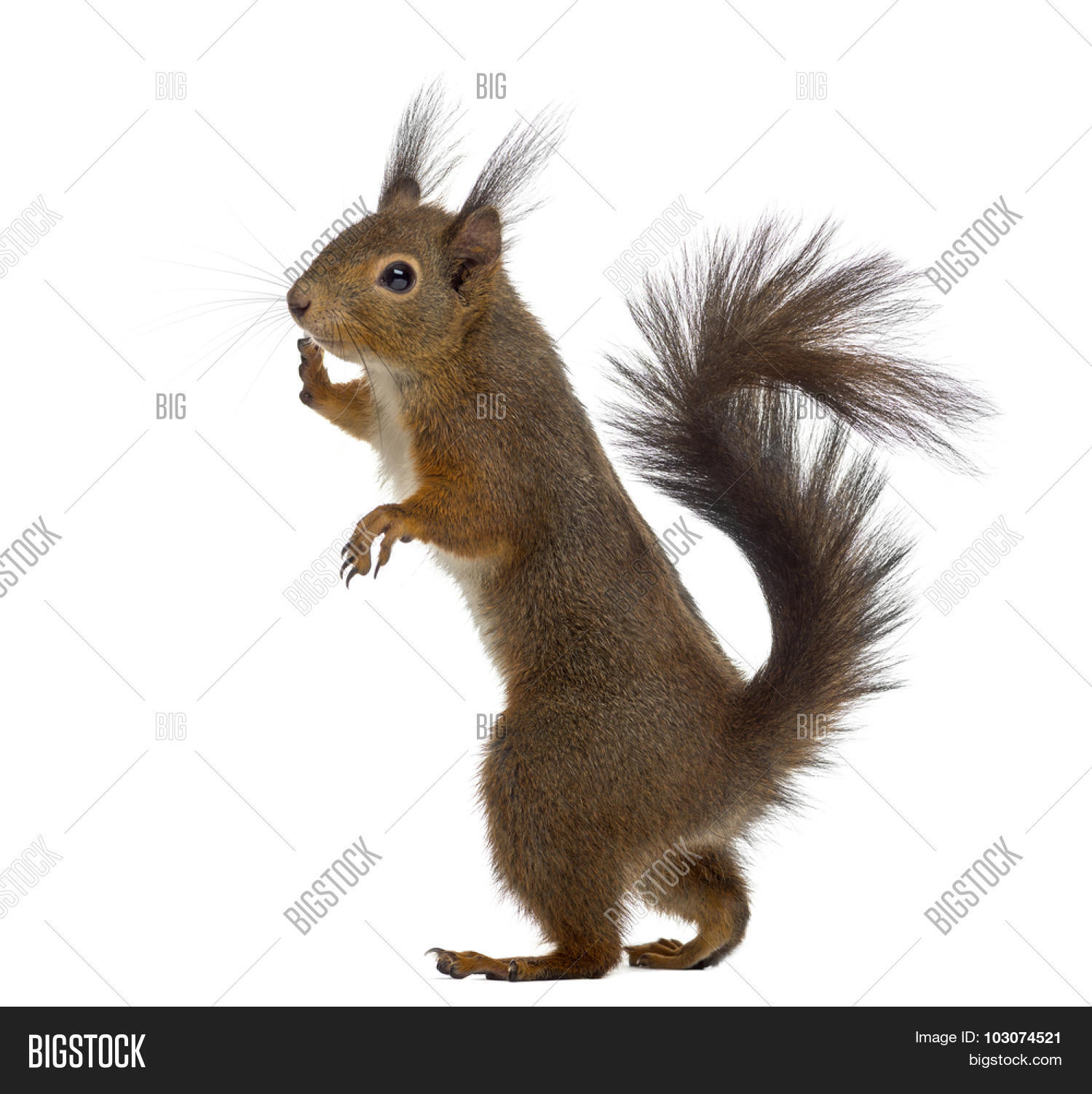 Red Squirrel Front Image & Photo (Free Trial) | Bigstock
