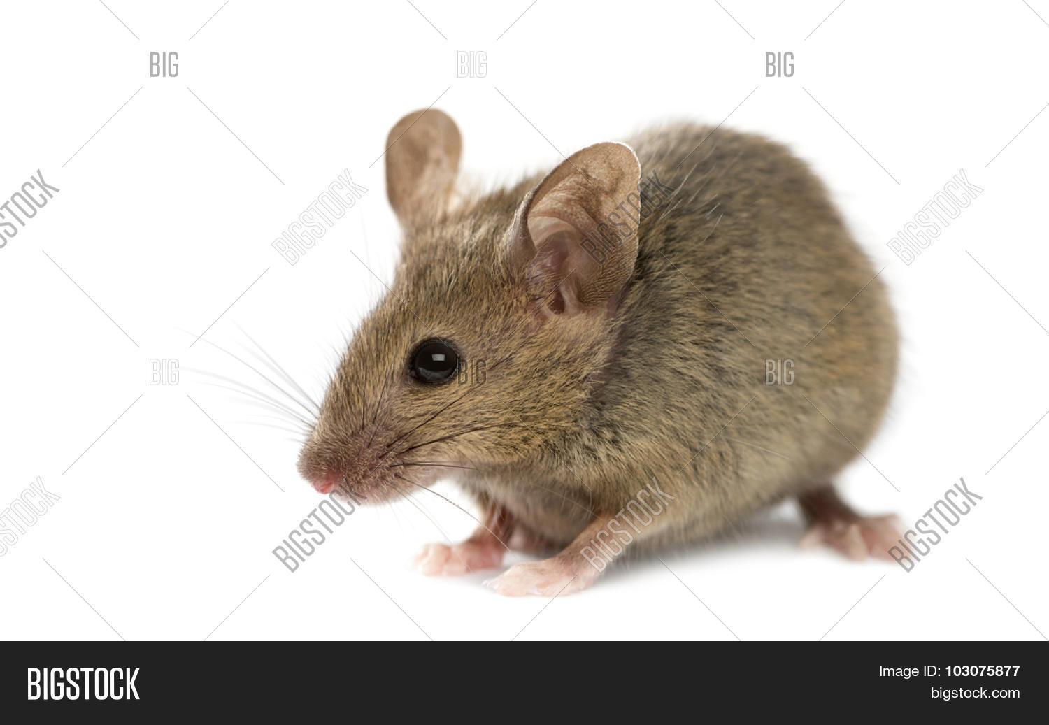 Wood Mouse Front White Image & Photo (Free Trial) | Bigstock