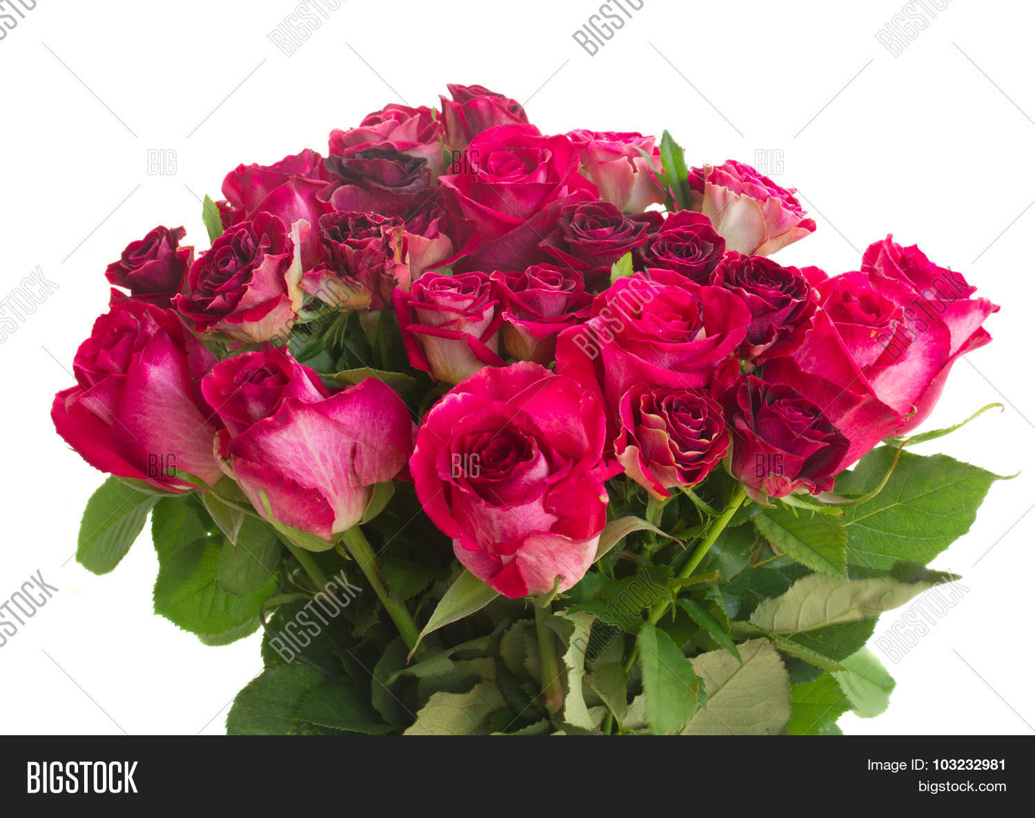 Border Red Pink Roses Image & Photo (Free Trial) | Bigstock