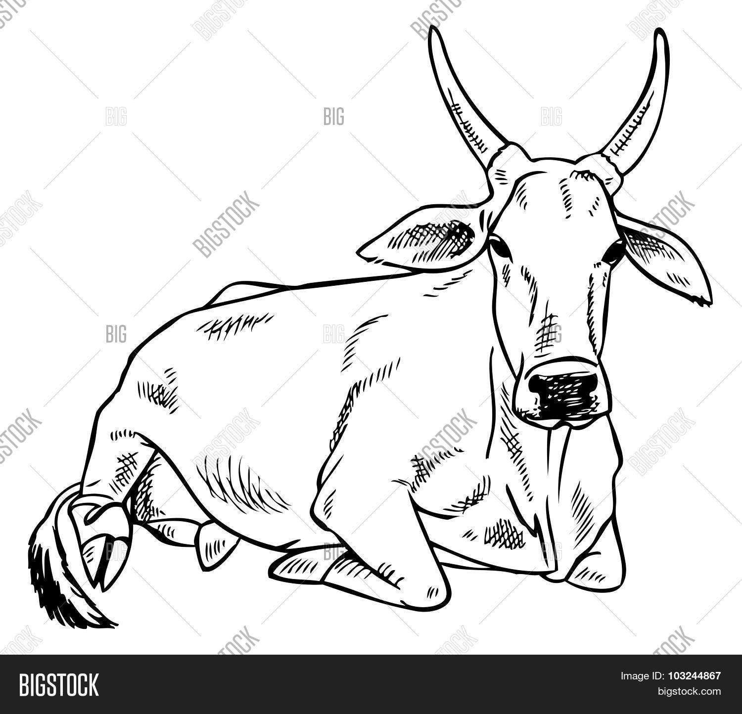 Zebu Cow Image Vector & Photo (Free Trial) | Bigstock