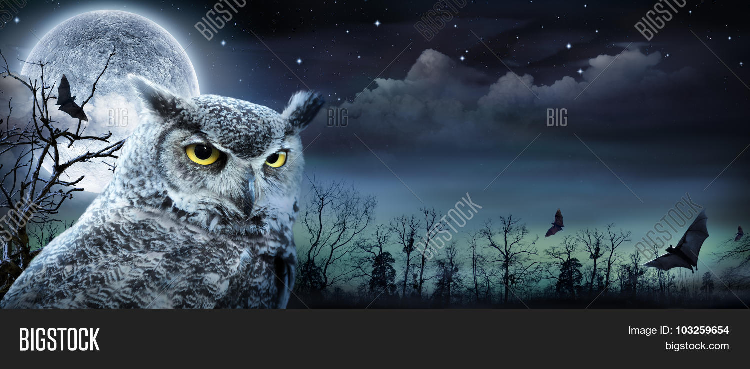Halloween Scene Owl Image & Photo (Free Trial) | Bigstock