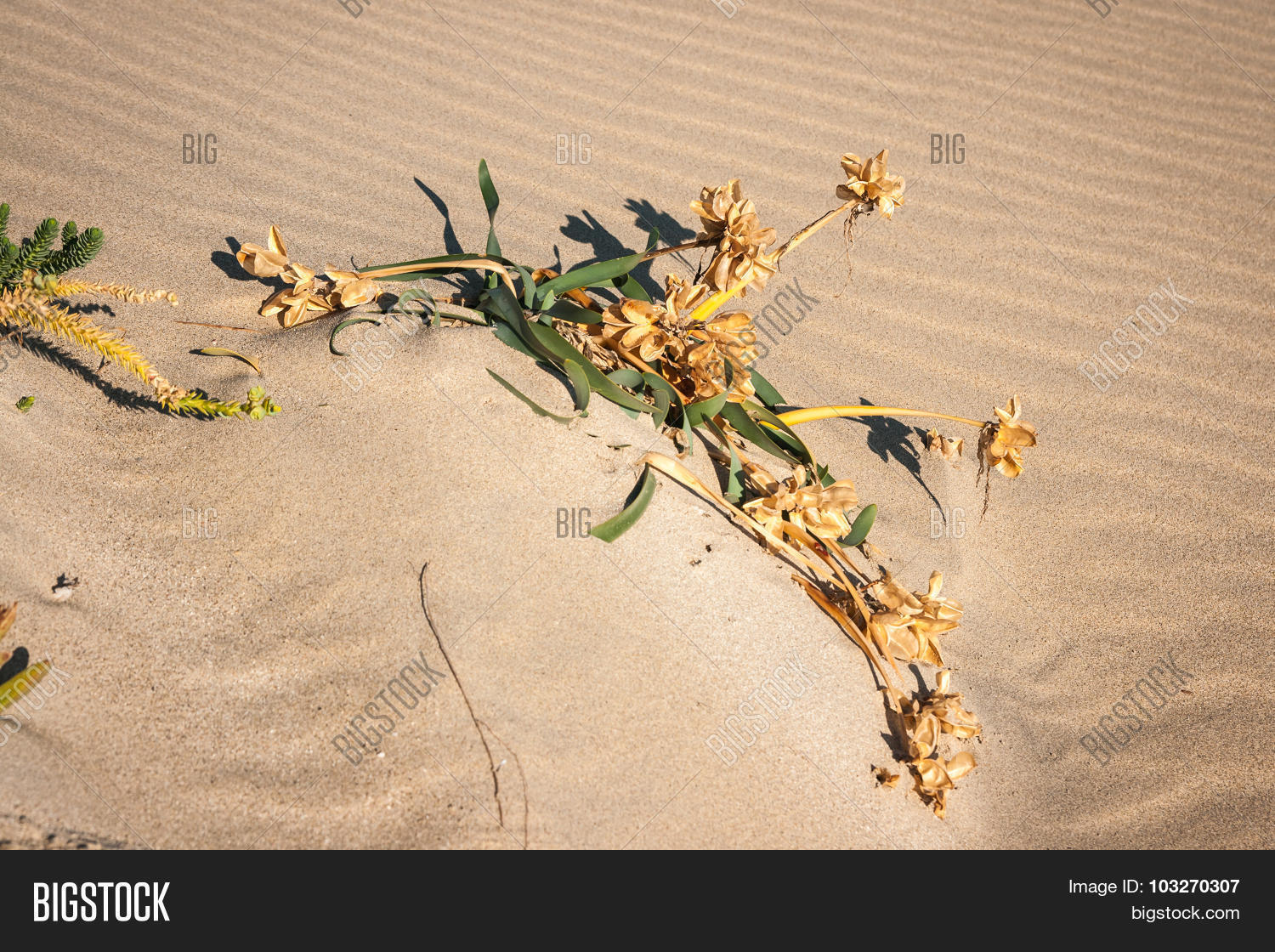 Yellow Flowers On Sand Image & Photo (Free Trial) | Bigstock