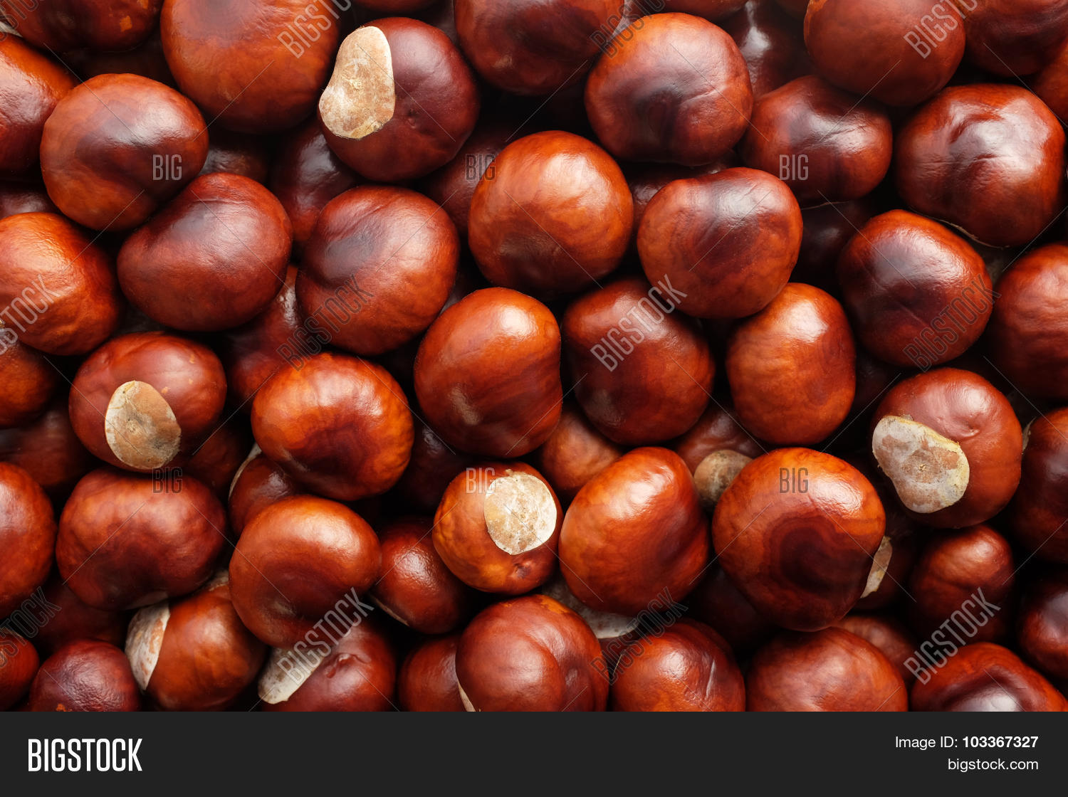 Fall Conkers Image & Photo (Free Trial) | Bigstock