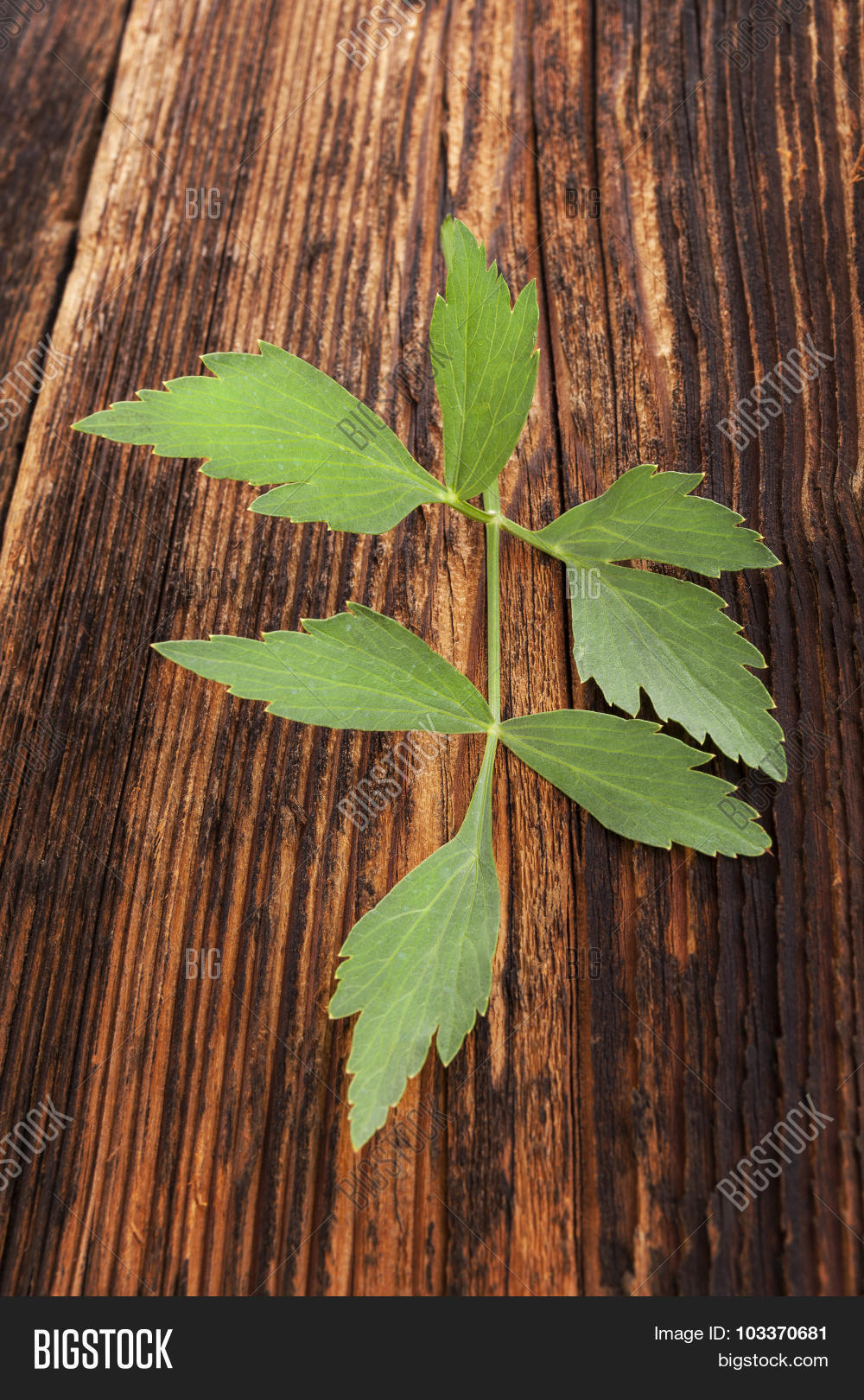 Lovage Herb Image & Photo (Free Trial) | Bigstock