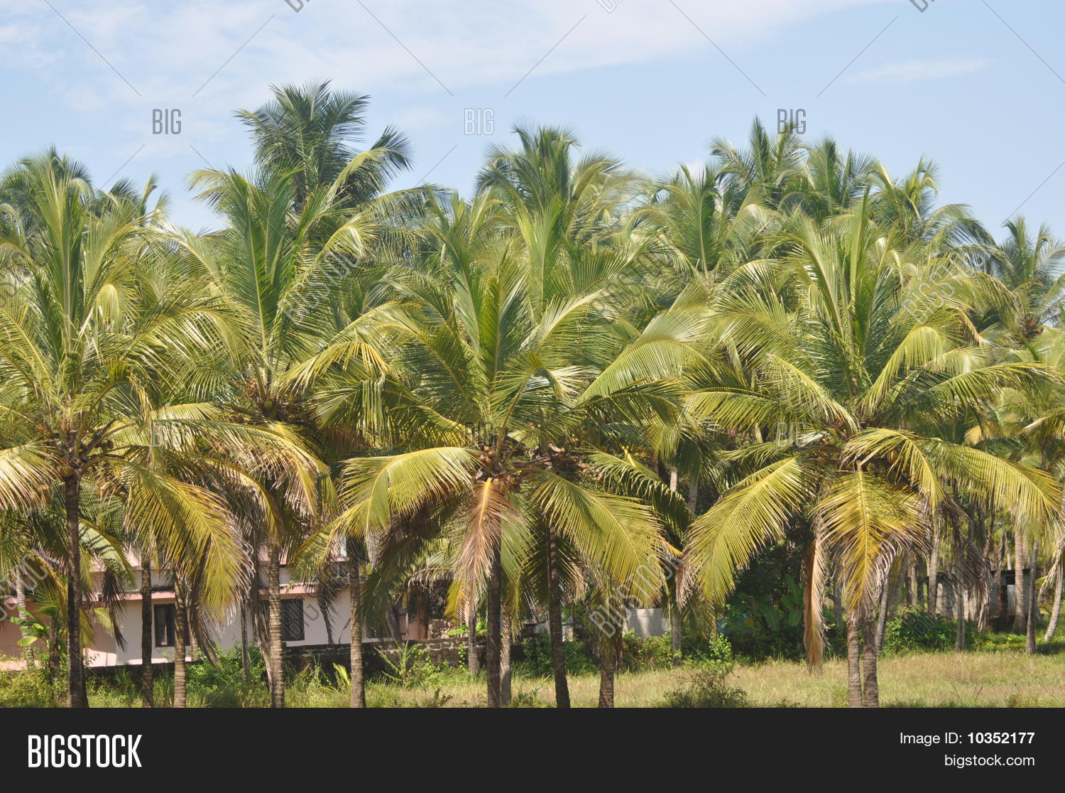 Coconut Plantation Image & Photo (Free Trial) | Bigstock