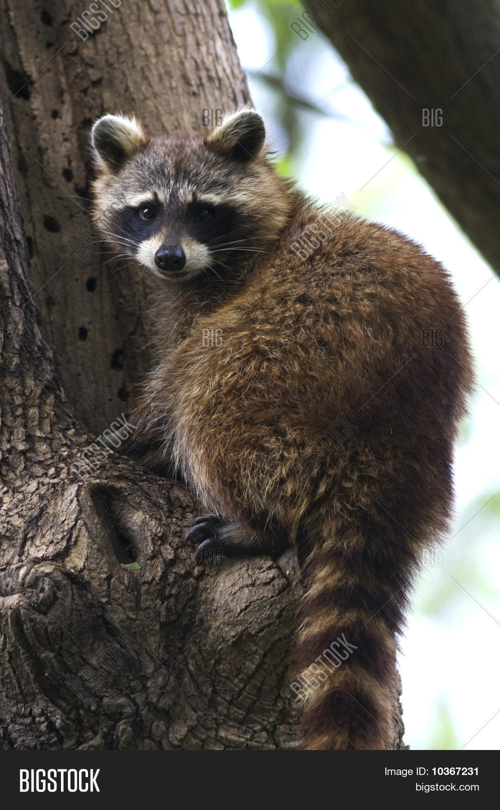 Sweet Sad Raccoon Image & Photo (Free Trial) | Bigstock