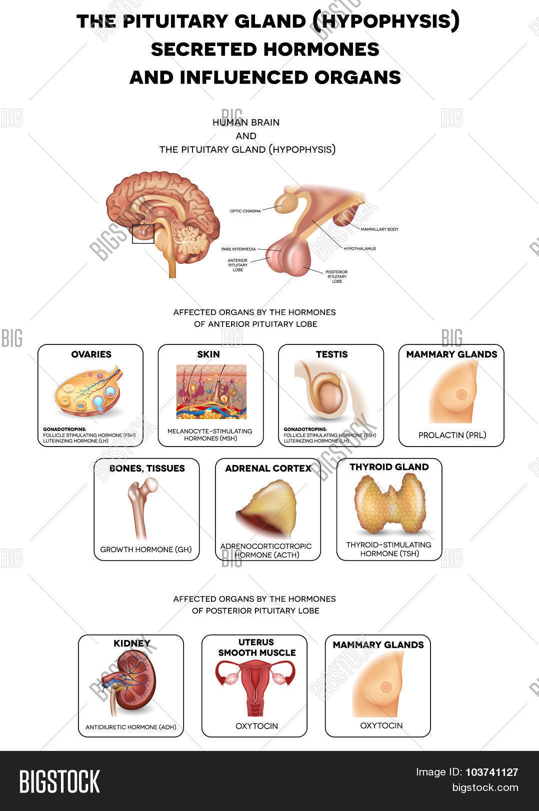 Brain Pituitary Gland Vector & Photo (Free Trial) | Bigstock