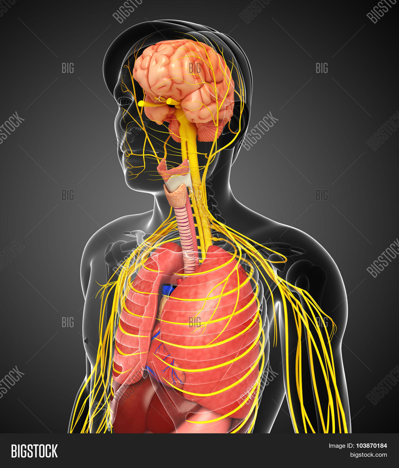 Male Body Nervous Image & Photo (Free Trial) | Bigstock