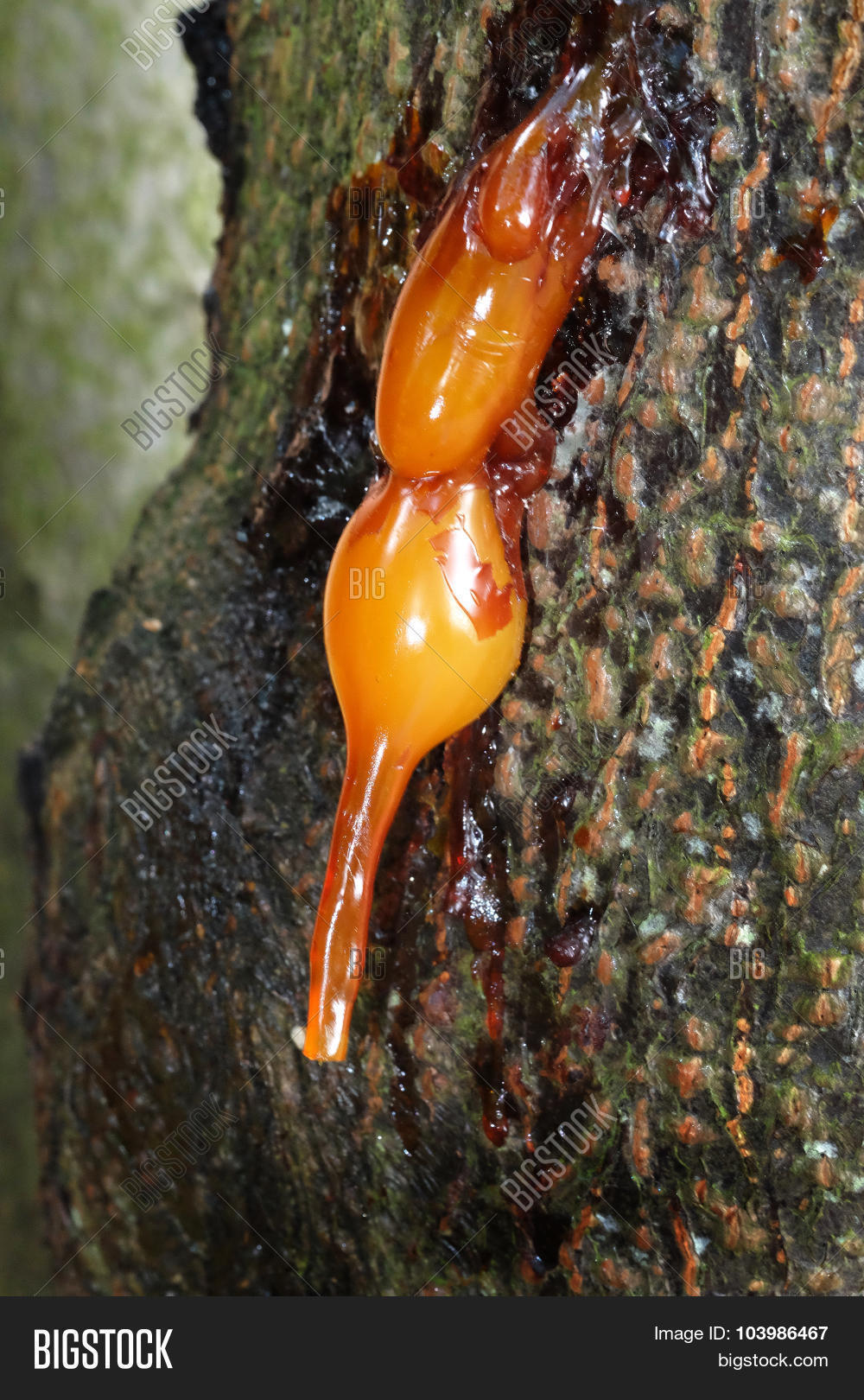 Imagen y foto Solidified Tree Sap (prueba gratis) | Bigstock