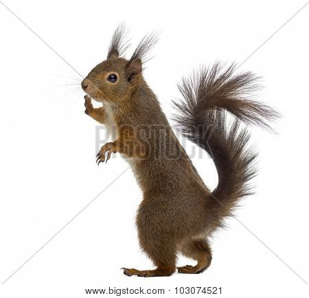 Red Squirrel Front Image & Photo (Free Trial) | Bigstock