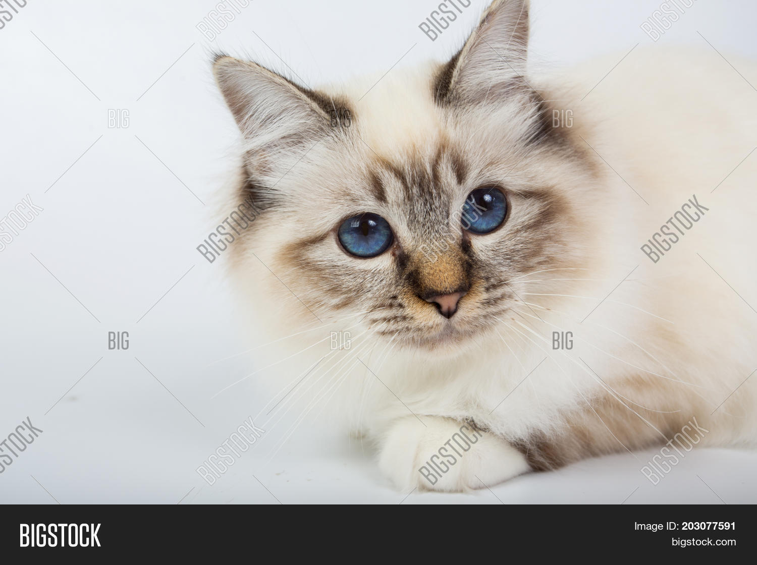 Sacred Birman Cat, Image & Photo (Free Trial) | Bigstock