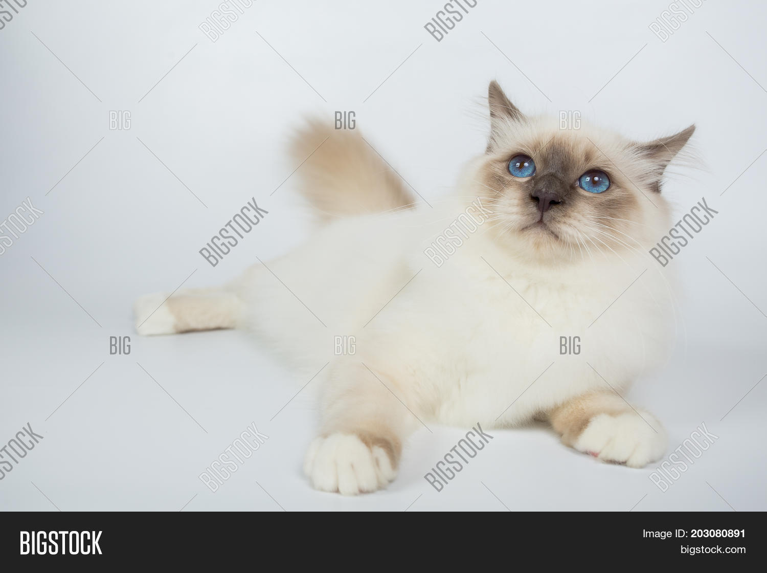 Sacred Birman Cat, Image & Photo (Free Trial) | Bigstock