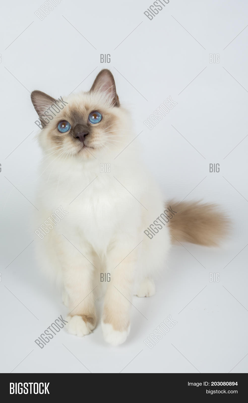 Sacred Birman Cat, Image & Photo (Free Trial) | Bigstock