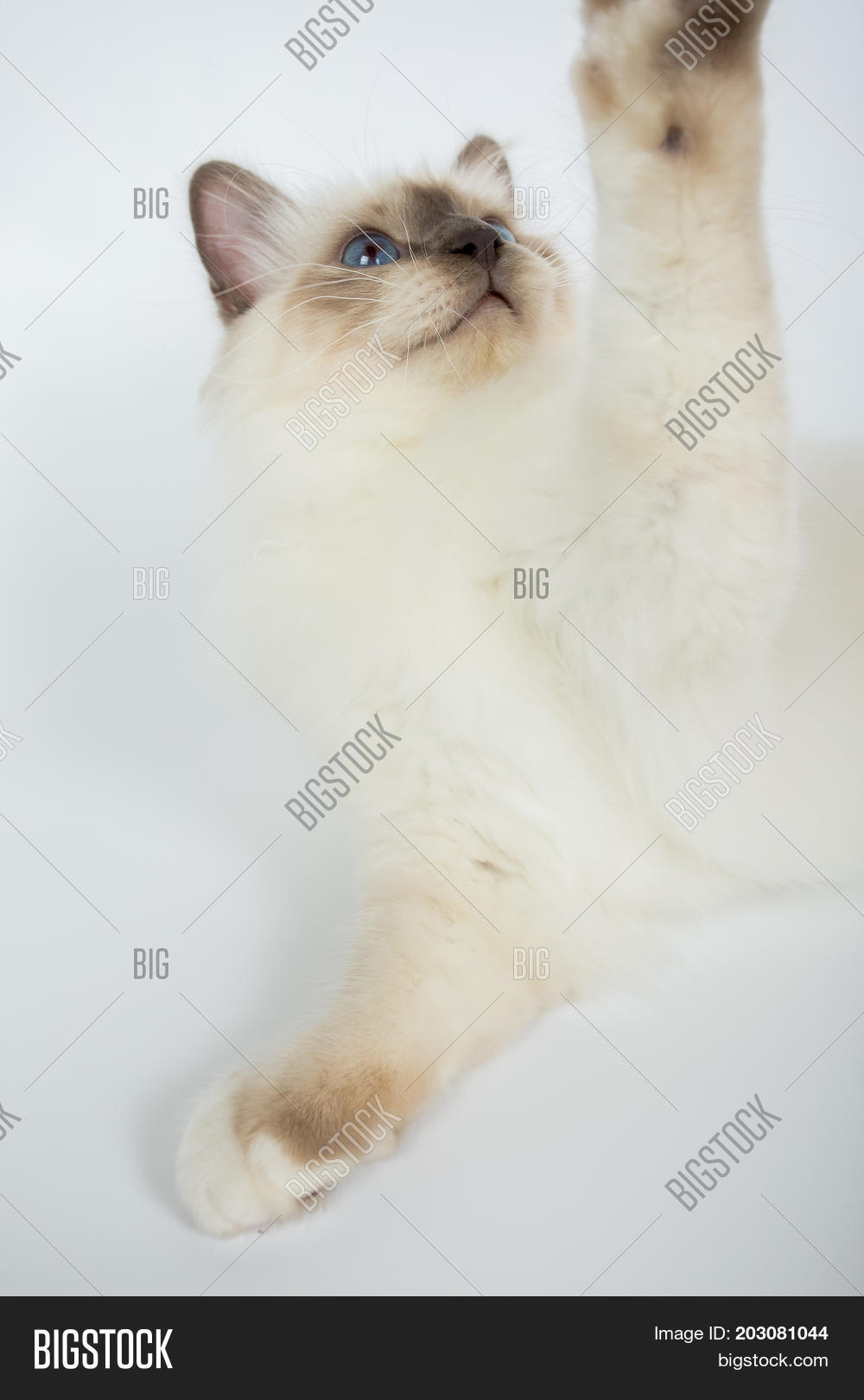 Sacred Birman Cat, Image & Photo (Free Trial) | Bigstock