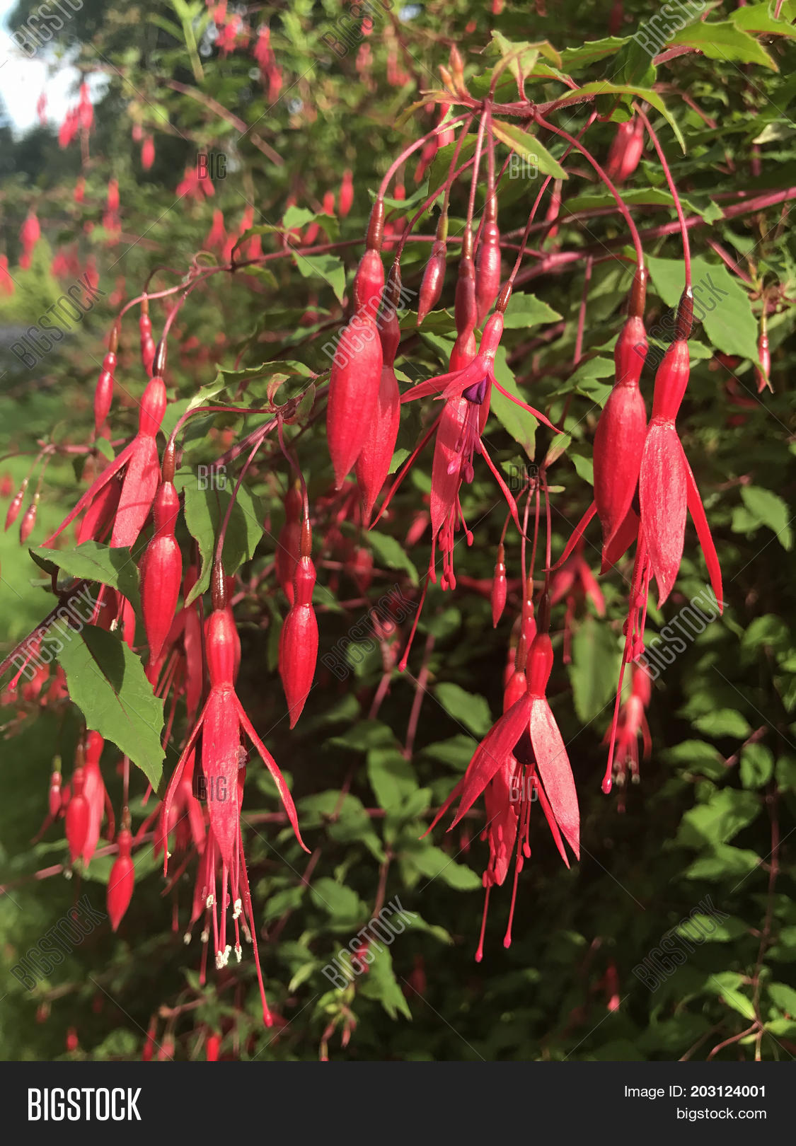 Fuschia Flowers Image & Photo (Free Trial) | Bigstock