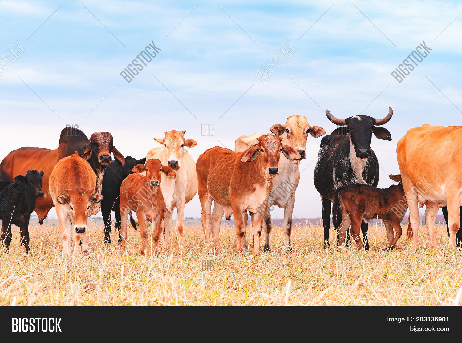 Herd Cows Calves On Image & Photo (Free Trial) | Bigstock