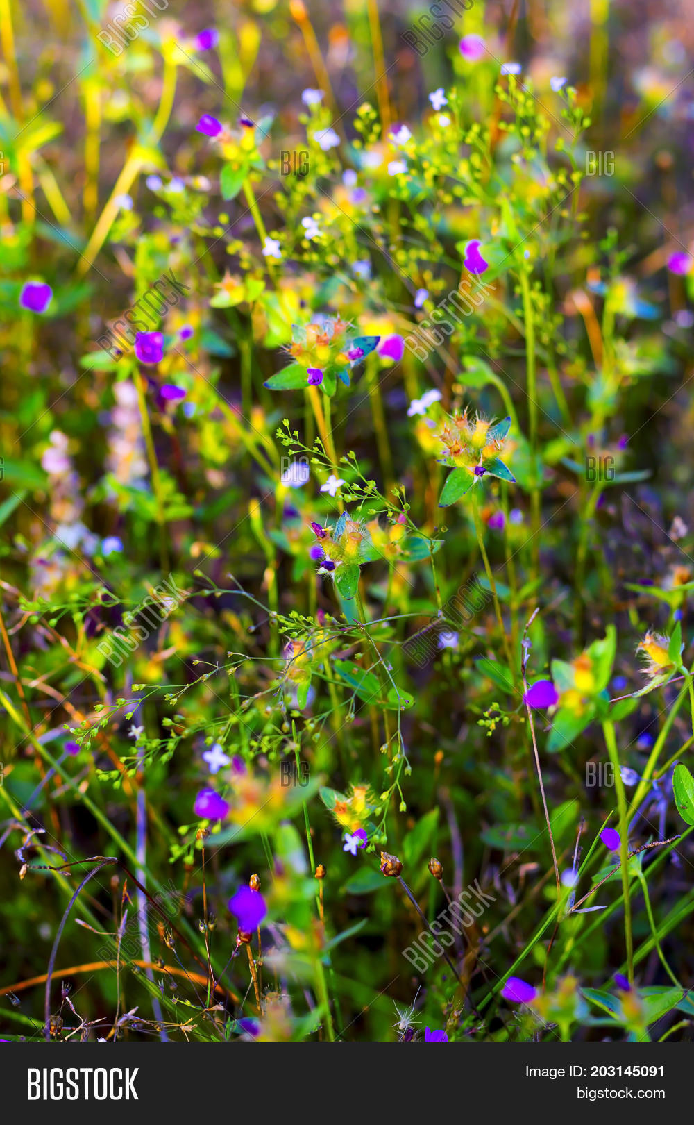 Melastoma Polyanthum Image & Photo (Free Trial) | Bigstock