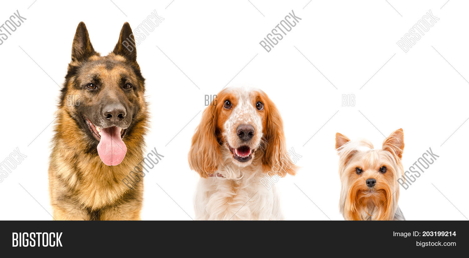 Portrait Three Dogs, Image & Photo (Free Trial) | Bigstock