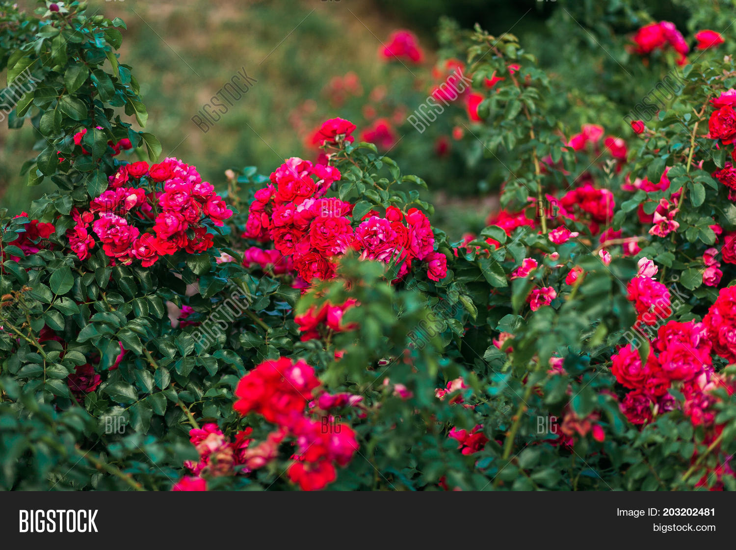 Red Roses Bushes. Many Image & Photo (Free Trial) | Bigstock