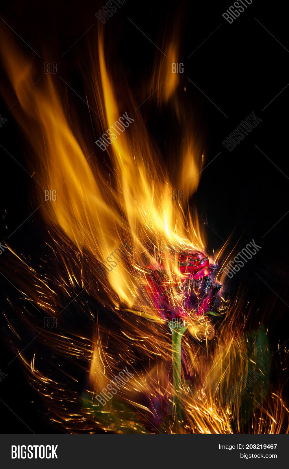 Burning Red Rose On Image & Photo (Free Trial) | Bigstock