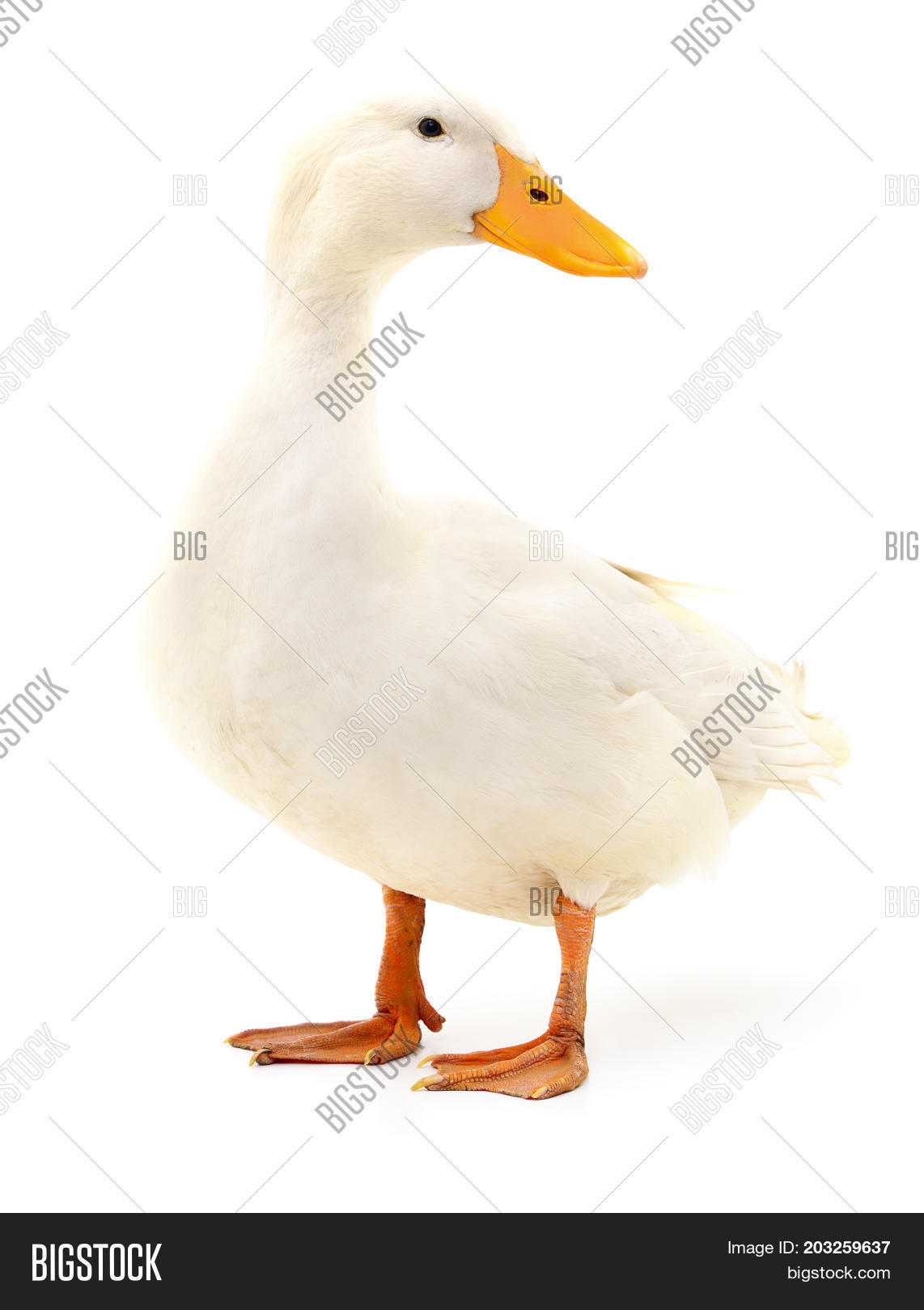 White Domestic Duck Image & Photo (Free Trial) | Bigstock